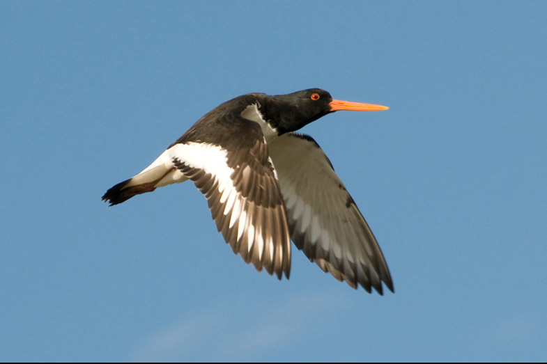 Welsh Birds | anthony jarrett photography