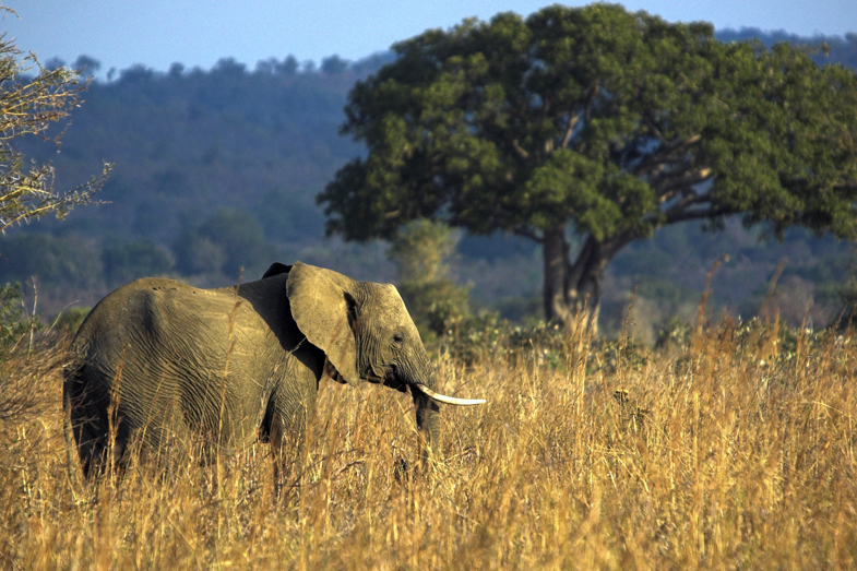 Tanzania Wildlife | anthony jarrett photography